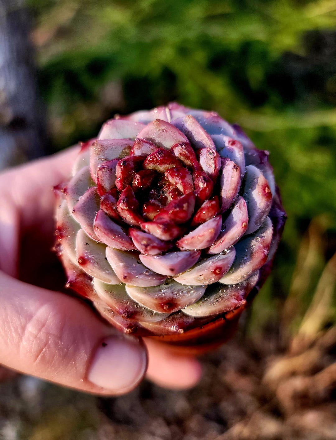 Echeveria Red Velvet ~ (plant B) ~ Exact Plant ~ 2.5 Inch Pot ...