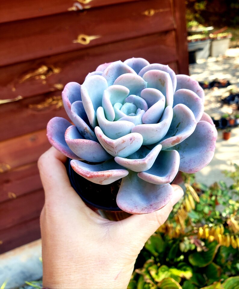 Echeveria Orpet 3.5 Inch Rare Succulent Plants - Etsy