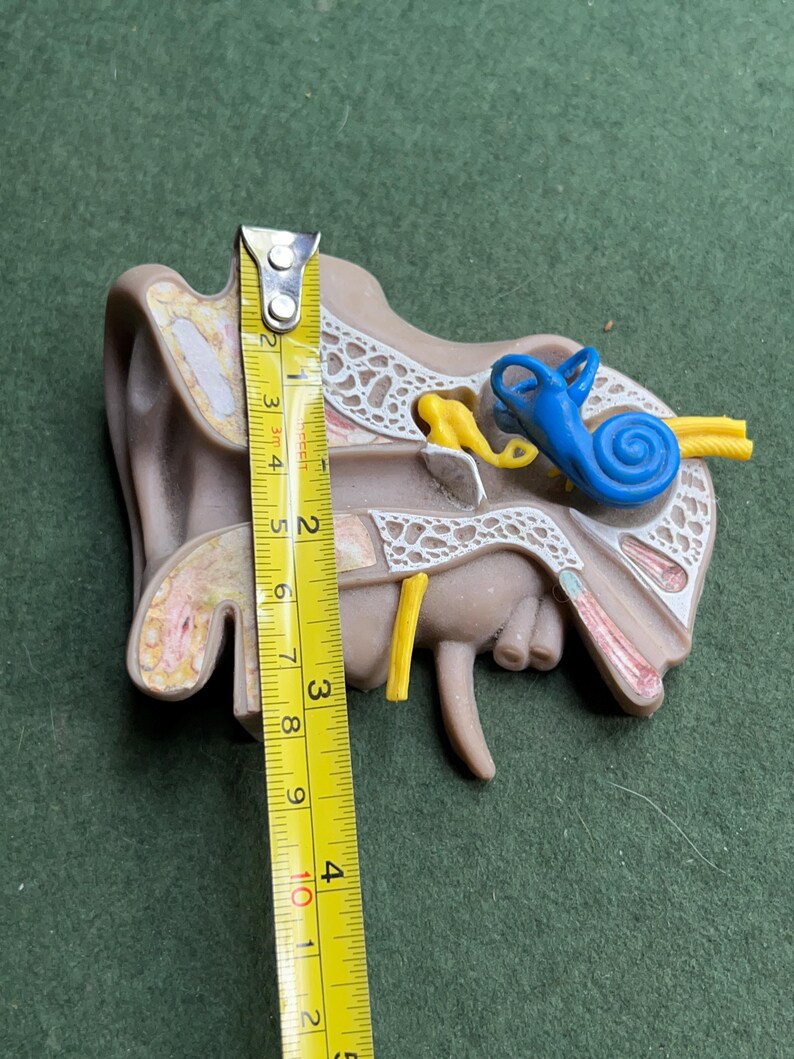 Vintage Anatomical Medical Ear Model Detailed Internal External Ear ...