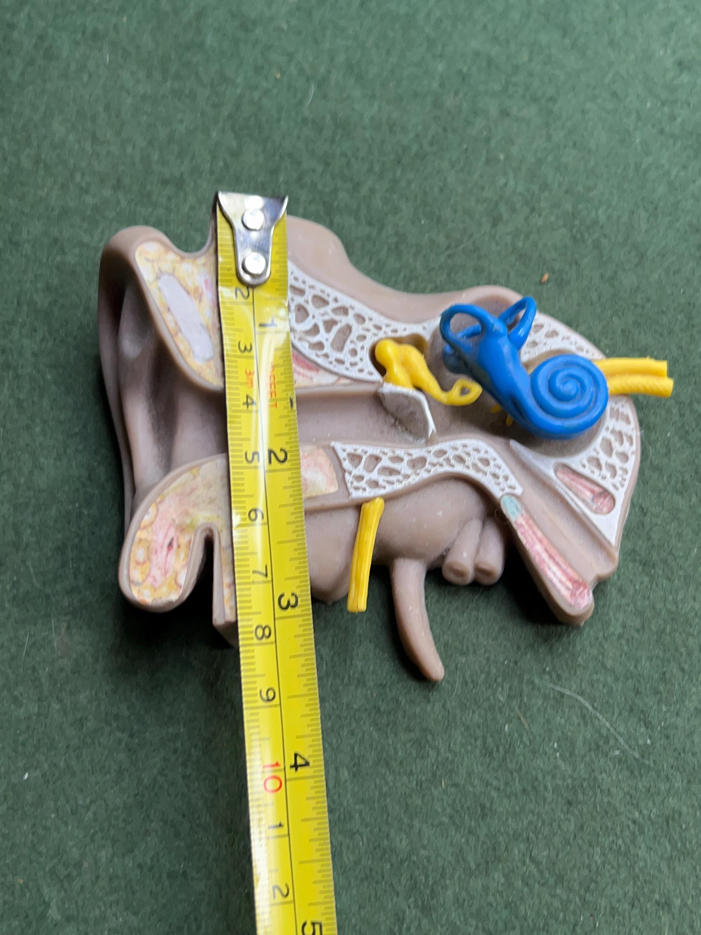 Vintage Anatomical Medical Ear Model Detailed Internal External Ear ...