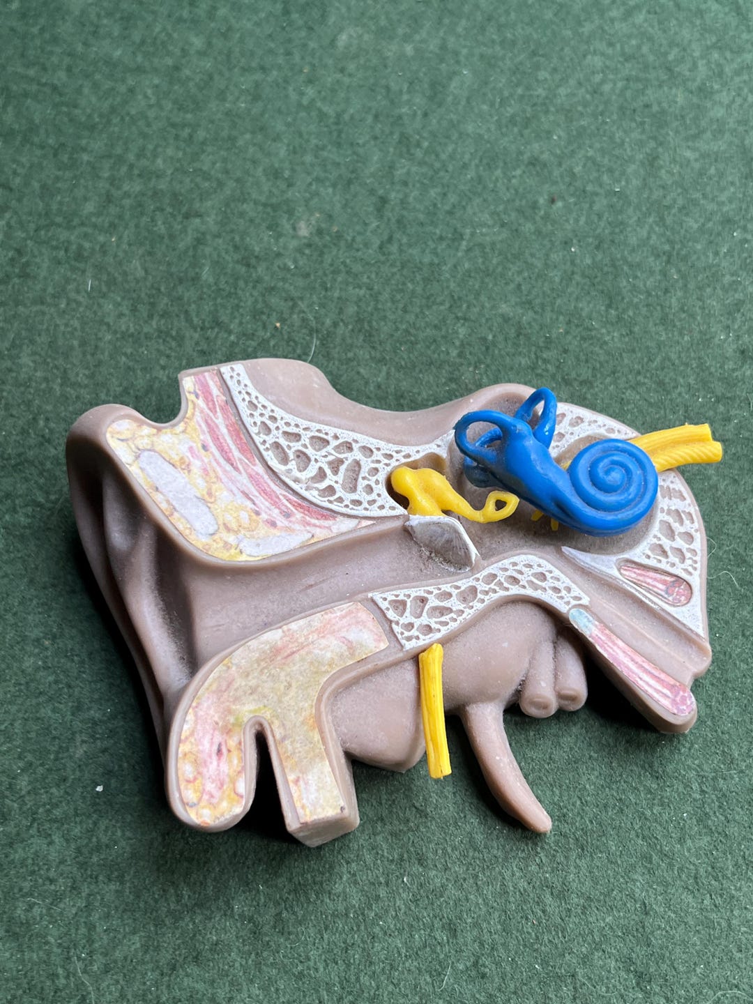 Vintage Anatomical Medical Ear Model Detailed Internal External Ear ...