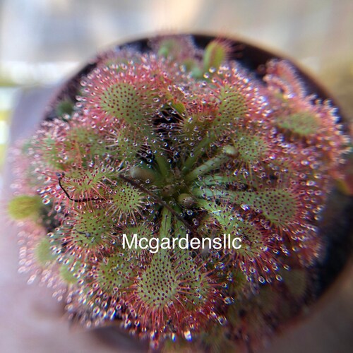 Carnivorous Spoon Leaf Sundew Drosera Spathulata Plant 3 Inch - Etsy