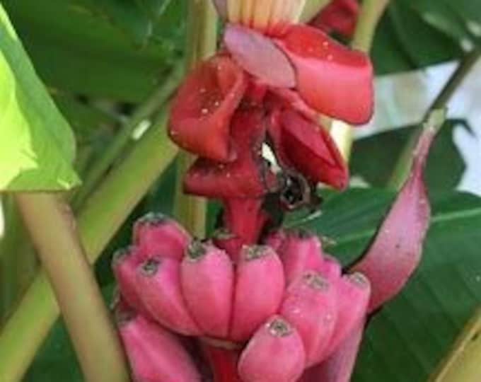 Rare Pink Banana (musa Velutina) Seeds (10 Seeds per Pack) - Etsy