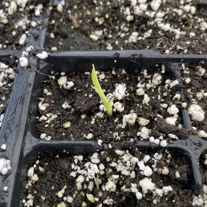 Rare Pink Banana (musa Velutina) Seeds (10 Seeds per Pack) - Etsy