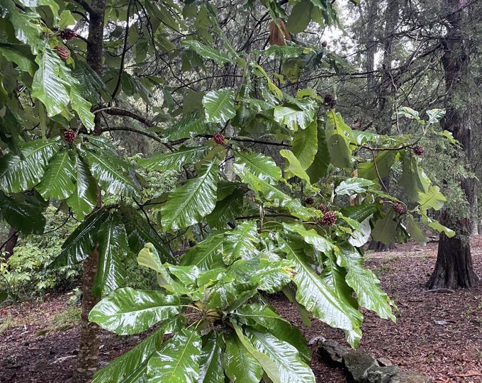 Rare Native Bigleaf Magnolia (magnolia Macrophylla) Seeds (10 Seeds per ...