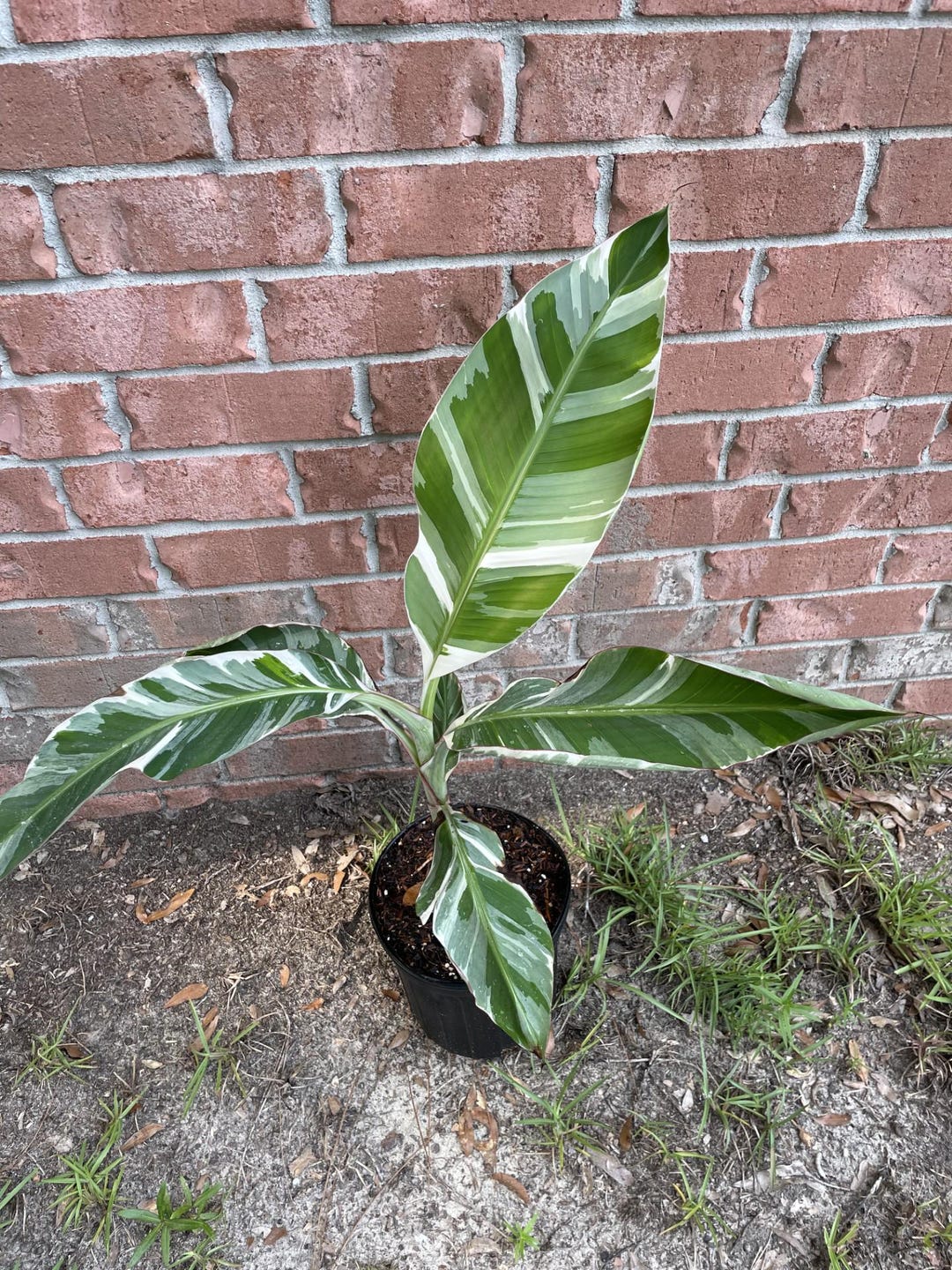 Rare Musa Florida Variegated Banana Live Plant - Etsy