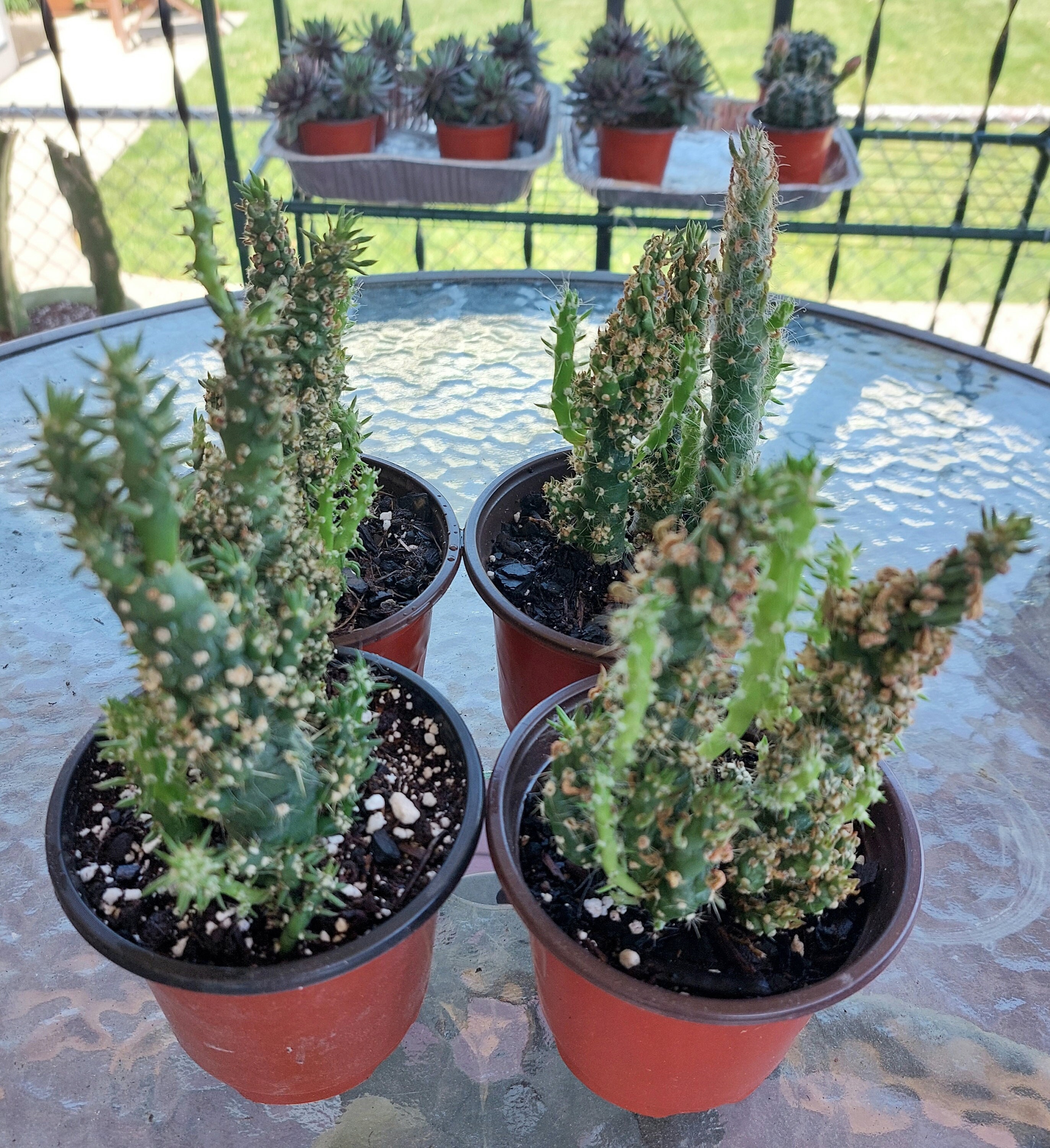 Mexican Christmas Tree Cactus