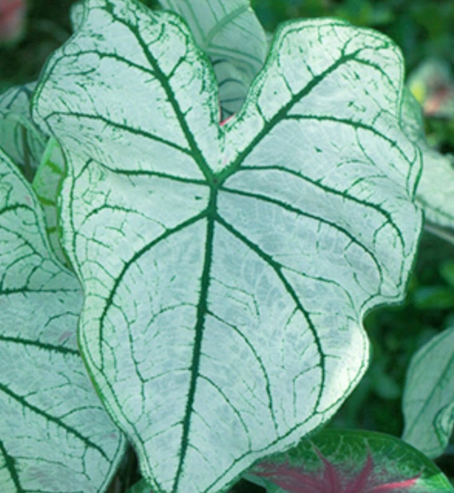 Candidum Caladium Bulbs 2 per Order | Etsy