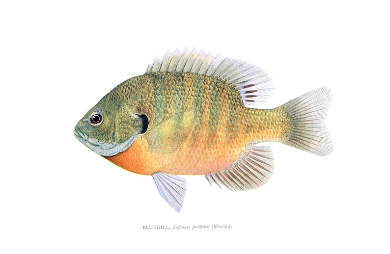 Fish Illustration Plates From Fishes of Illinois Vintage - Etsy
