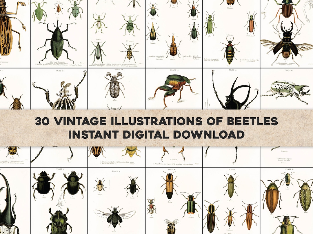 30 Cool Pages Natural History of Beetles Illustrations | Image Bundle ...