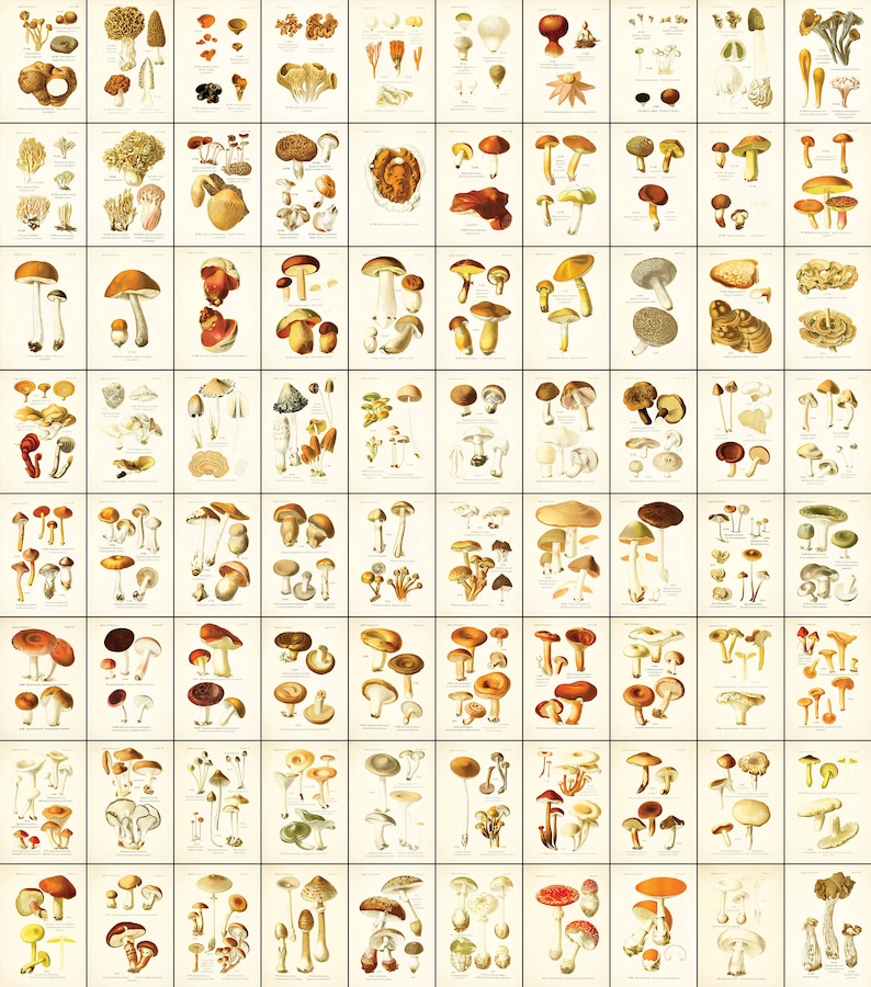 80 Awesome Atlas of Edible & Poisonous Mushroom Illustrations | HQ ...