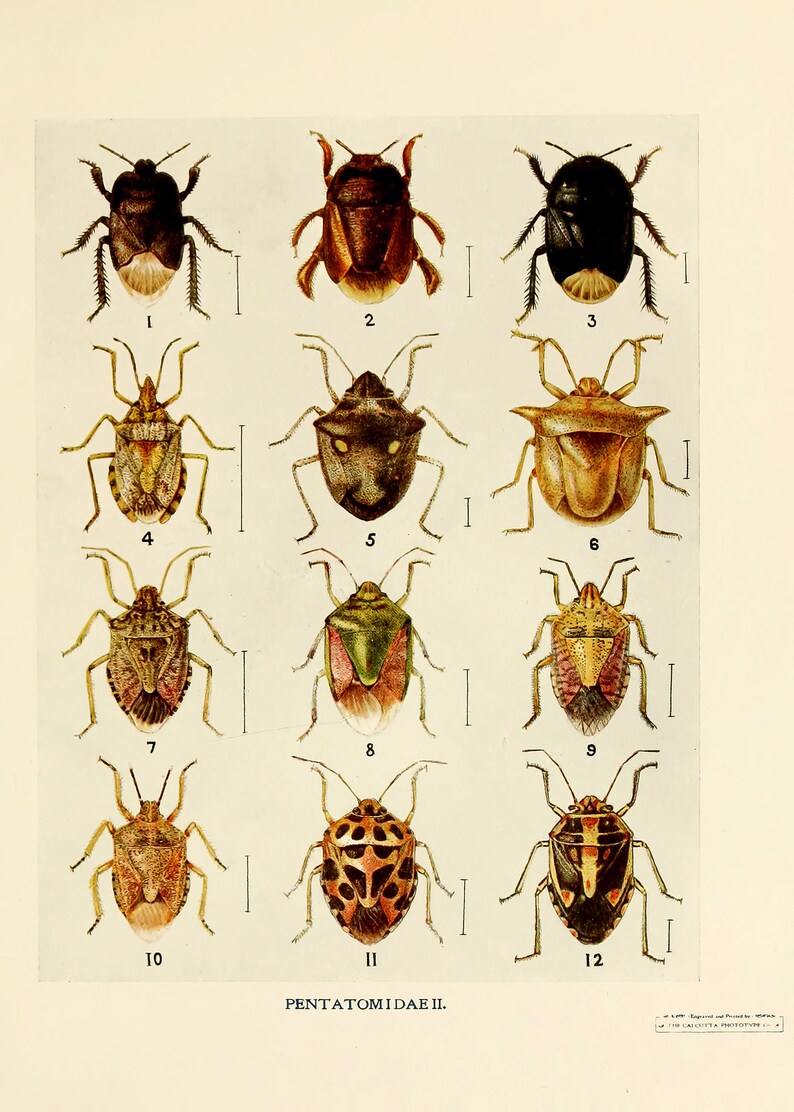 78 Indian Insect Illustrations Image Bundle Printable Wall - Etsy