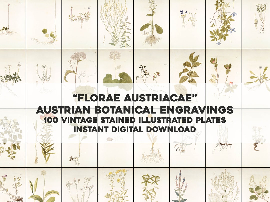 Austrian Flora Botanical Illustrations | 100 Stained Vintage Images ...