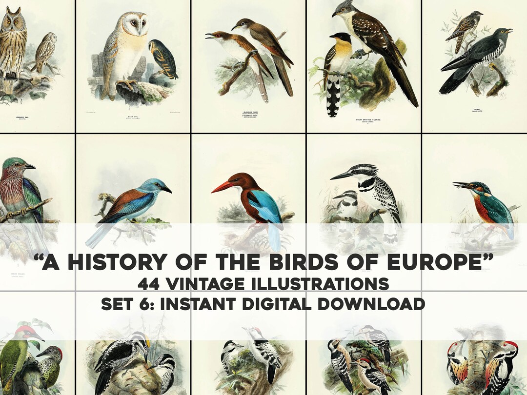 44 Beautiful History of Birds of Europe Illustrations | Image Bundle ...