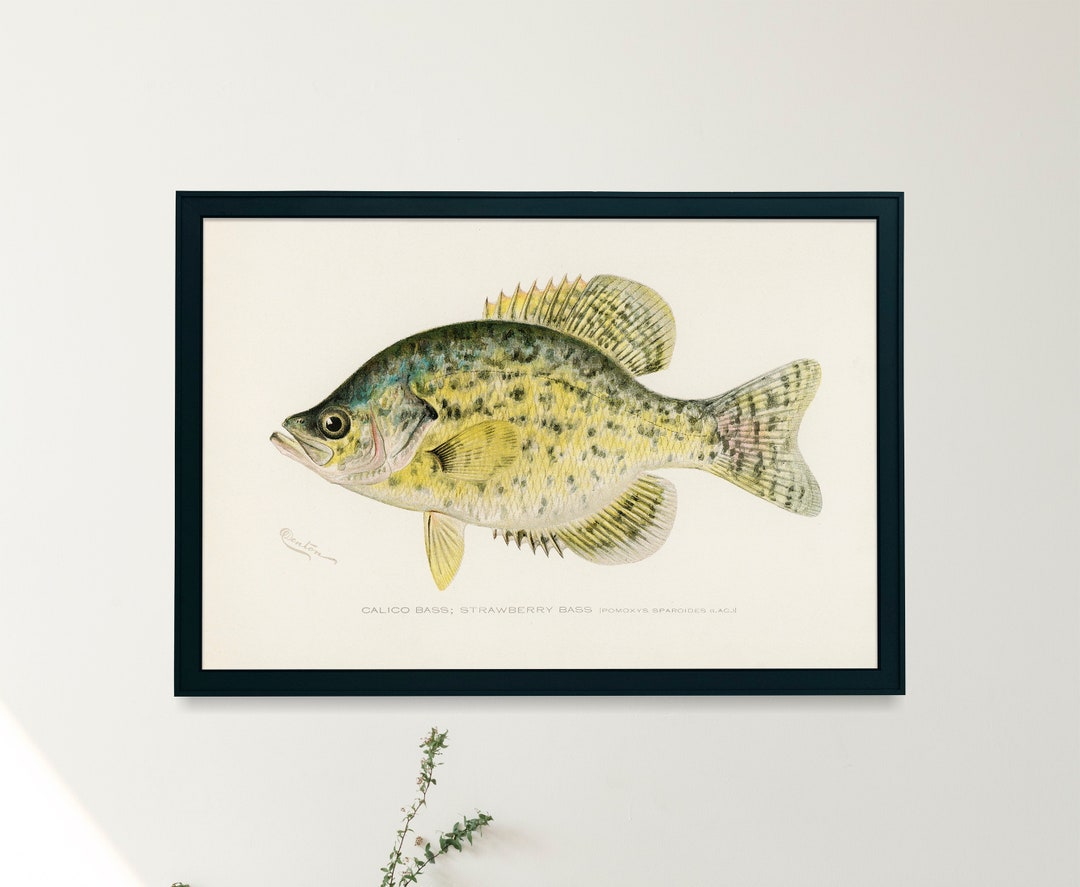 Crappie Fish Illustration Print | Single Printable Wall Art | Fishes of ...