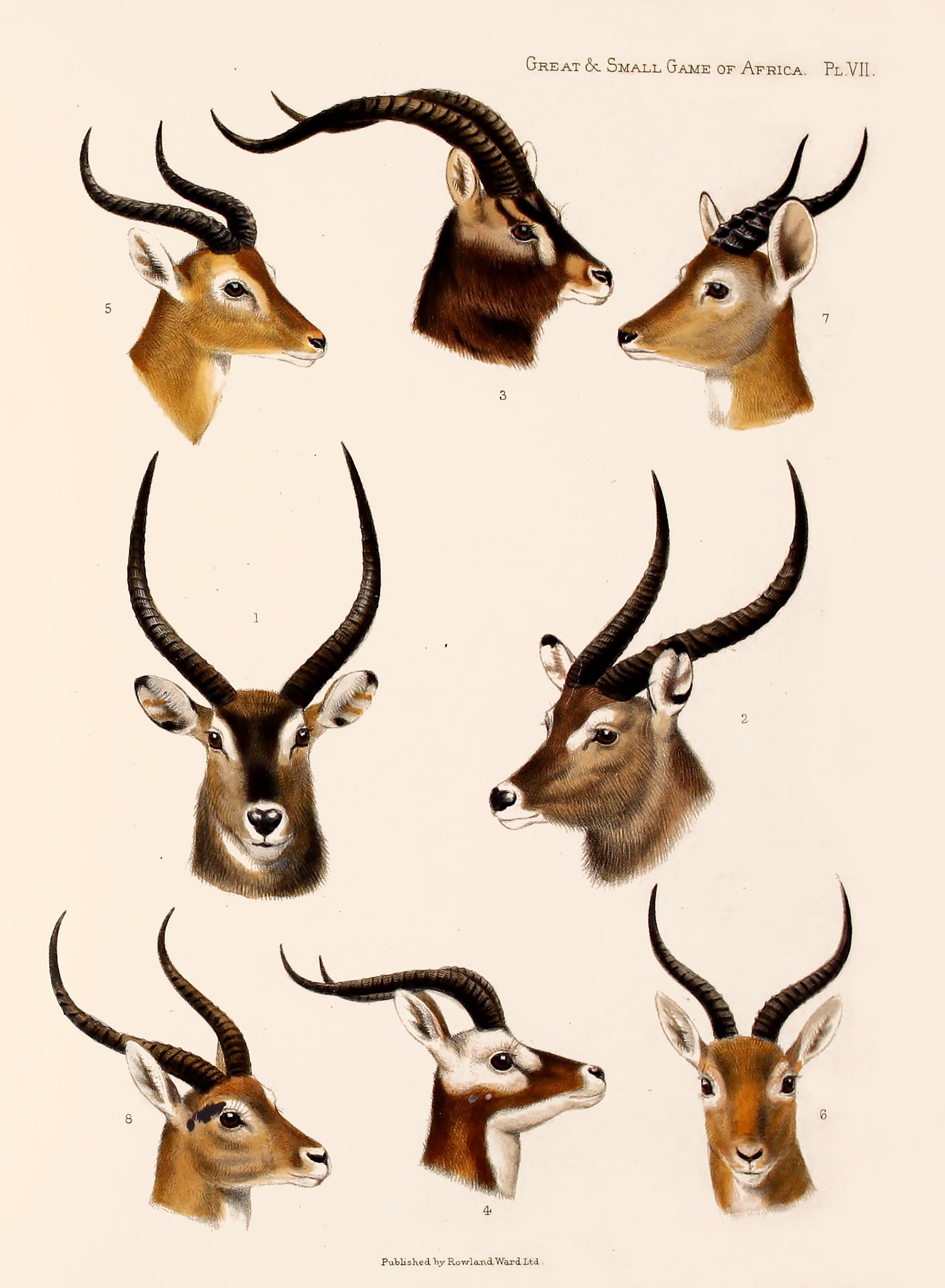 15 Restored Images of Small and Large African Game Animals | Image ...