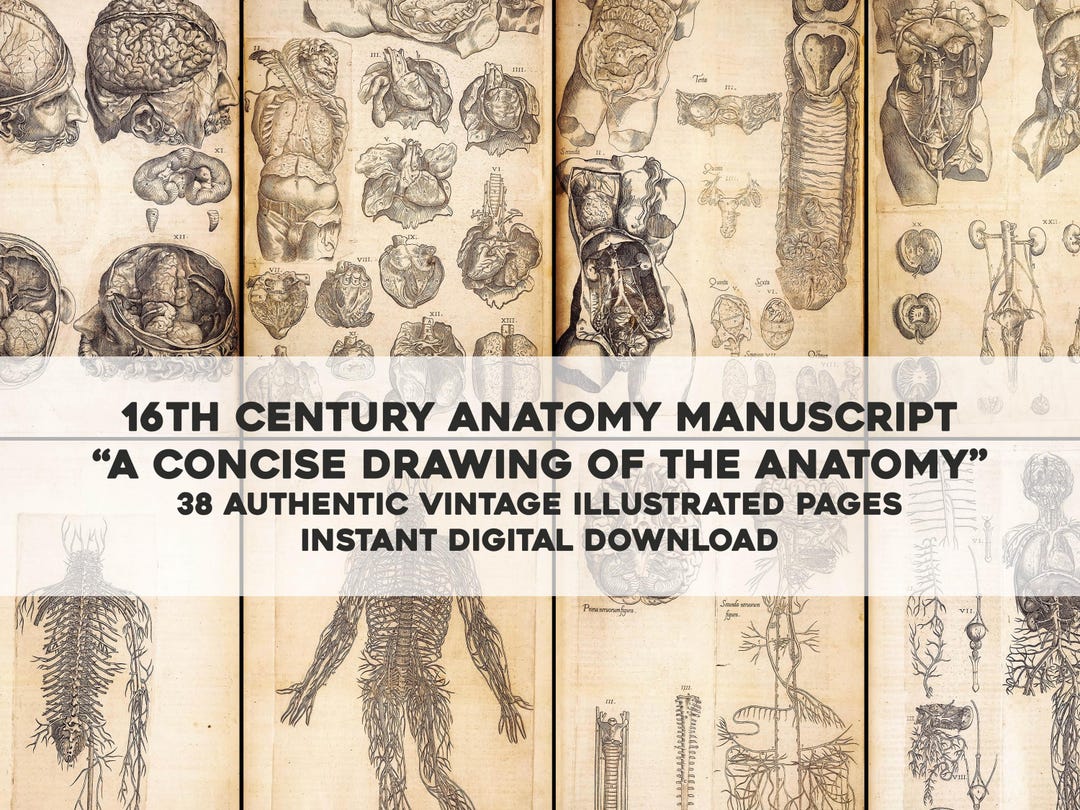 38 Amazing 16th Century Anatomical Manuscript Drawings | HQ Vintage ...
