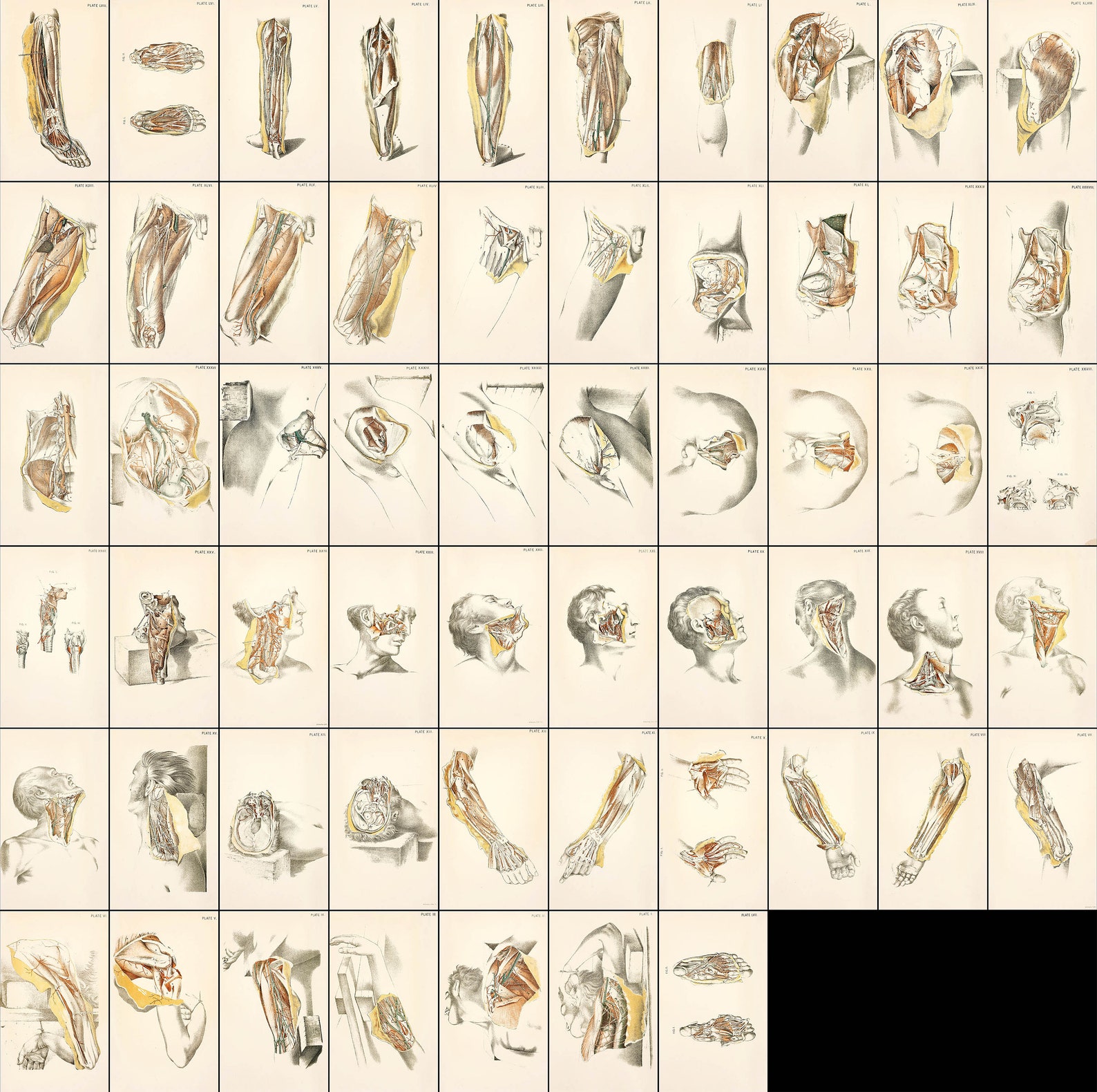 57 Human Anatomical Illustrations Biology Physiology Medical Dissect ...