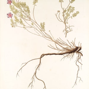 Austrian Flora Botanical Illustrations | 100 Stained Vintage Images ...