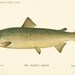 15 Fish of Pennsylvania Whitened Illustration Plates | Image Bundle ...