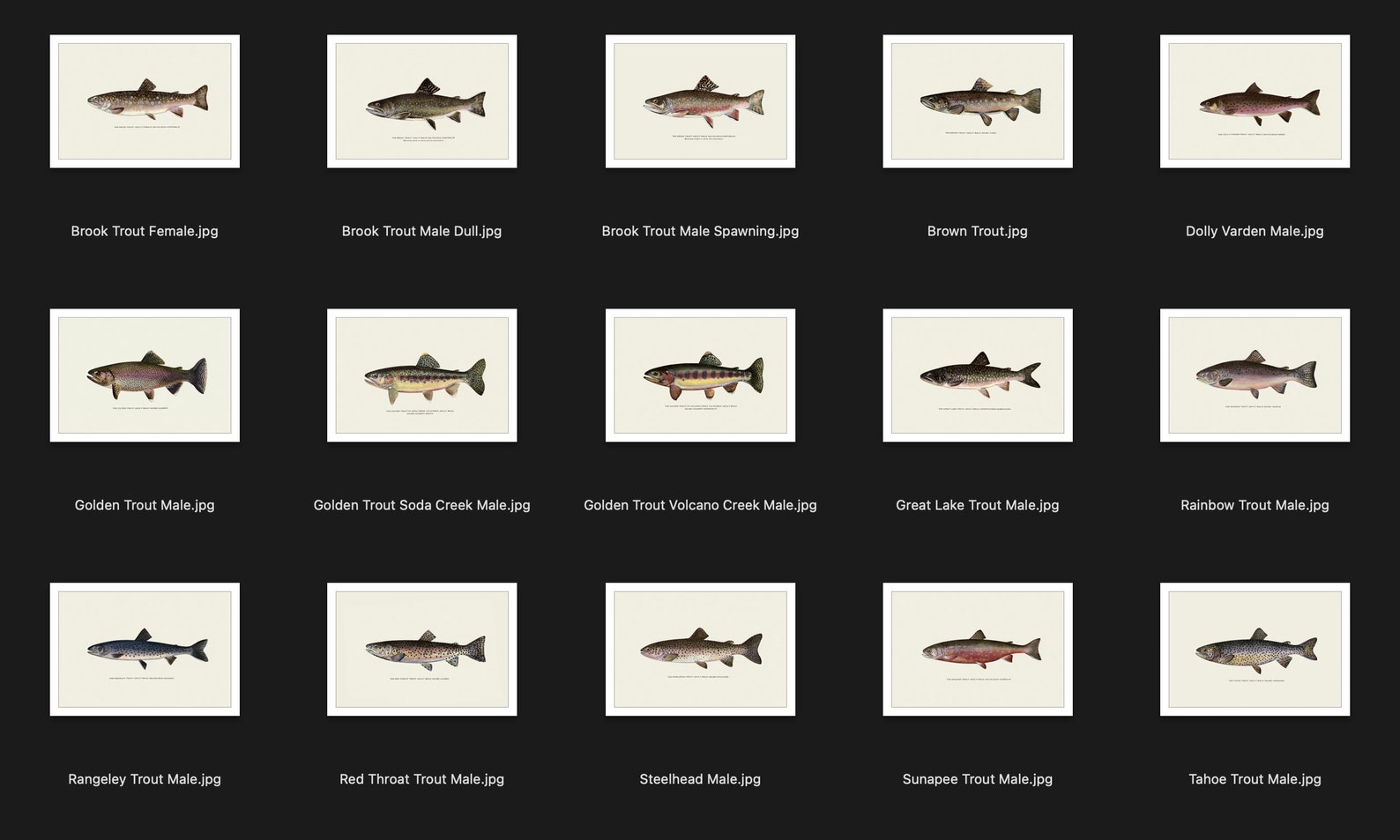 Restored Trout Illustration Printable Wall Art/hq Image Bundle | Trout ...