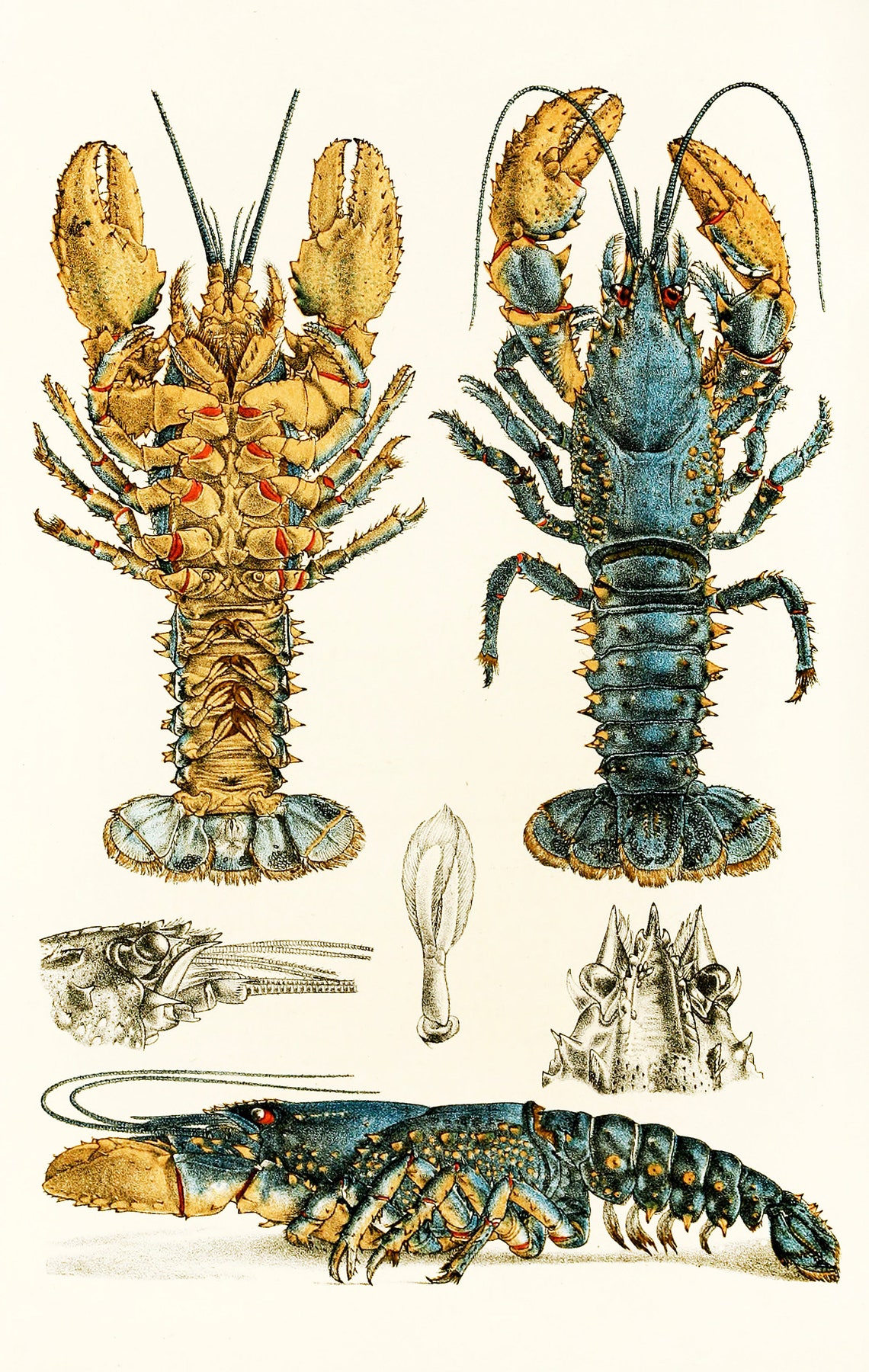 34 Natural History of Victoria Animal Illustrations High Resolution ...