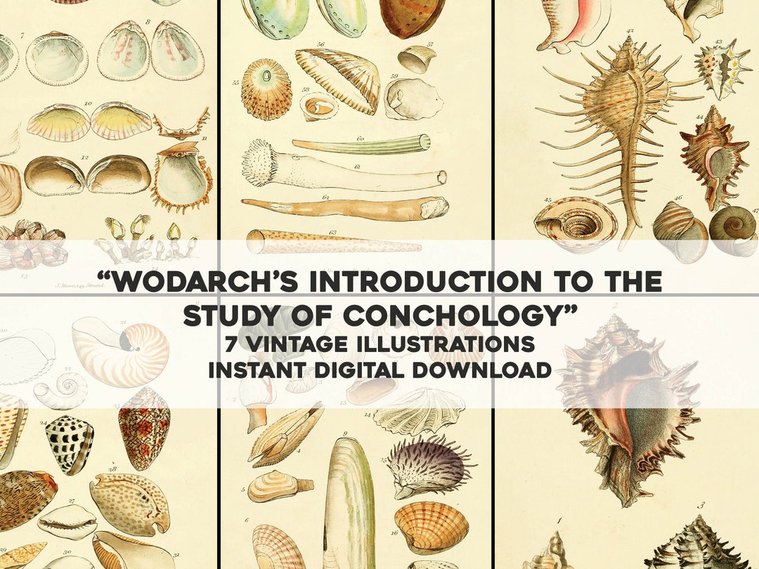 7 Pretty Vintage Shell Illustrations Conchology Mollusks | Vintage ...