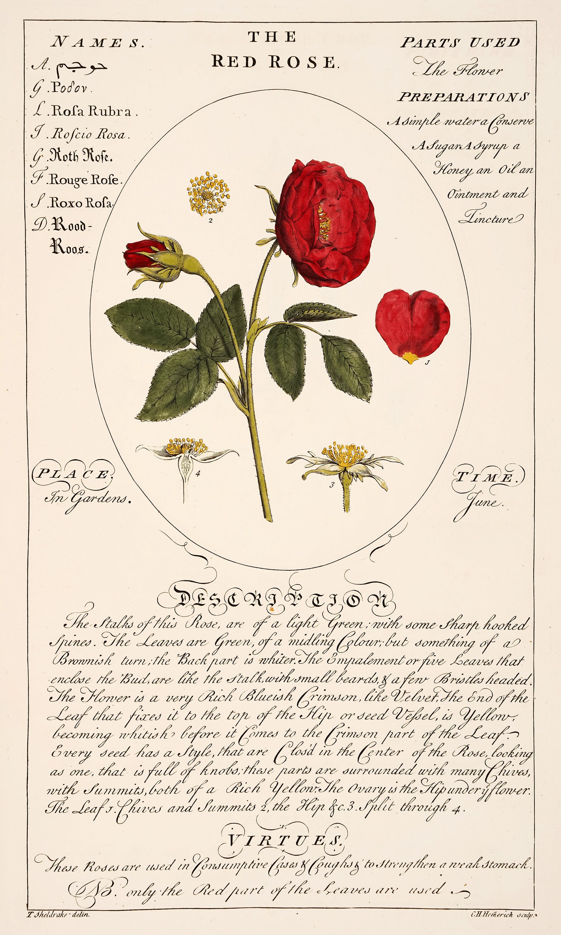 56 Gorgeous Botanicum Medicinale Illustrations Description and - Etsy