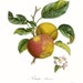 45 Whitened French Pomology Fruit Illustrations Botanical | HQ Image ...