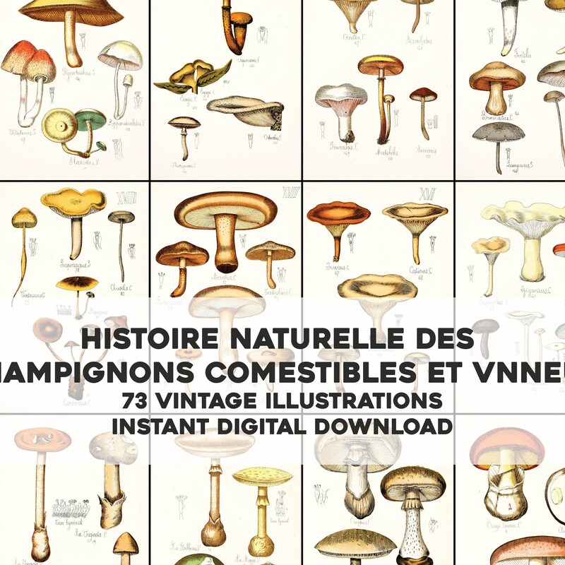 Poisonous Mushroom Art - Etsy