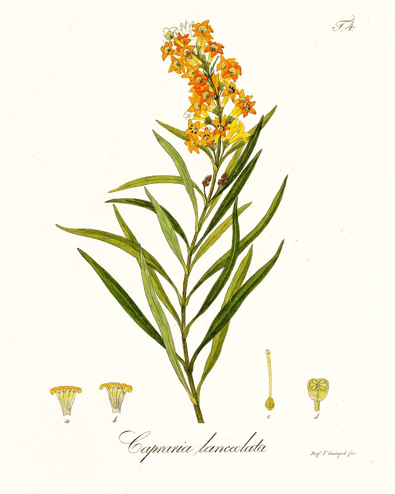 30 Royal Botanic Garden of Berlin Flower Botanical - Etsy