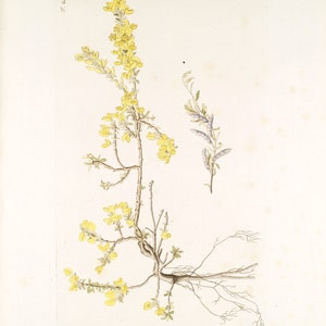 Austrian Flora Botanical Illustrations | 100 Stained Vintage Images ...