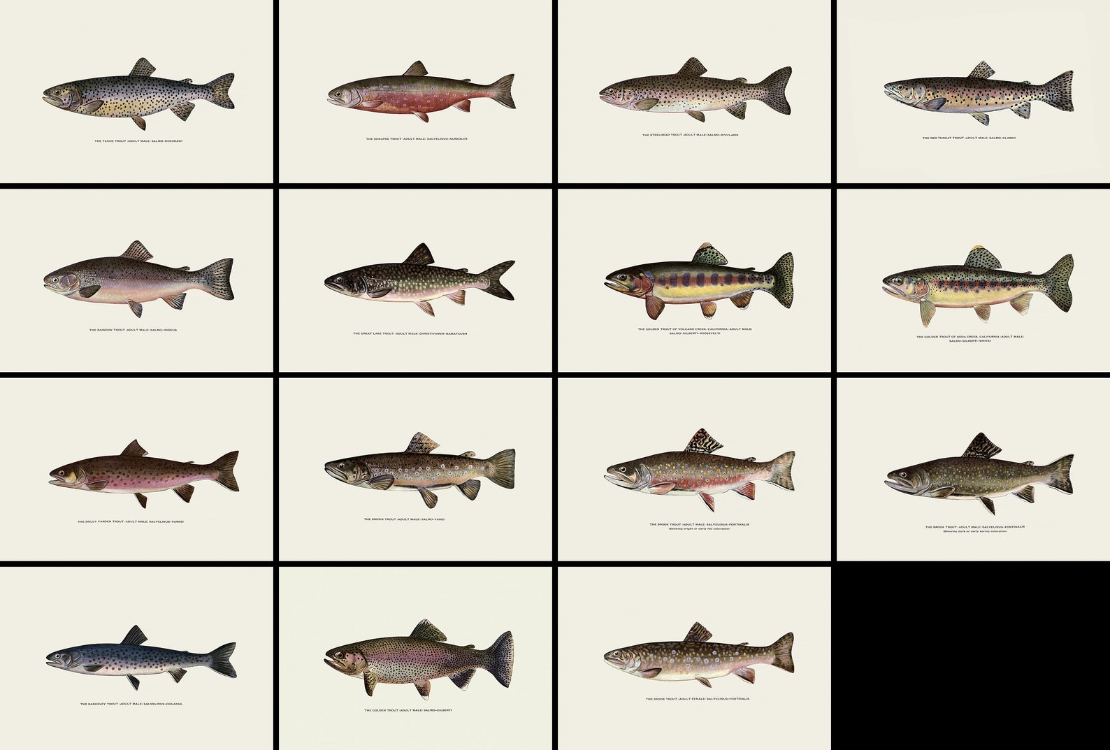 Restored Trout Illustration Printable Wall Art/hq Image Bundle | Trout ...