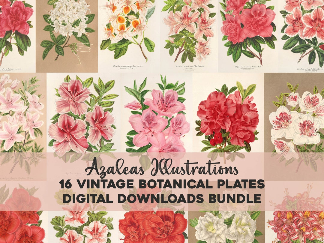 Vintage Azalea Illustrations Printable Wall Art Bundle Digital Download ...