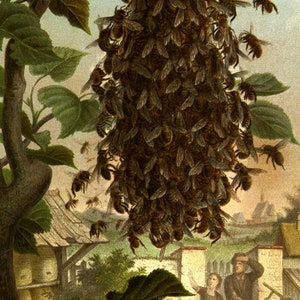 20 Awesome Insect Scenes and Illustrations Image Bundle Printable Art ...