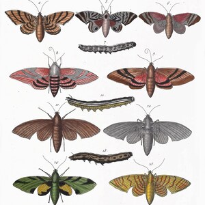 40 Awesome Groups of Moths and Flying Insects Illustrations | Image ...