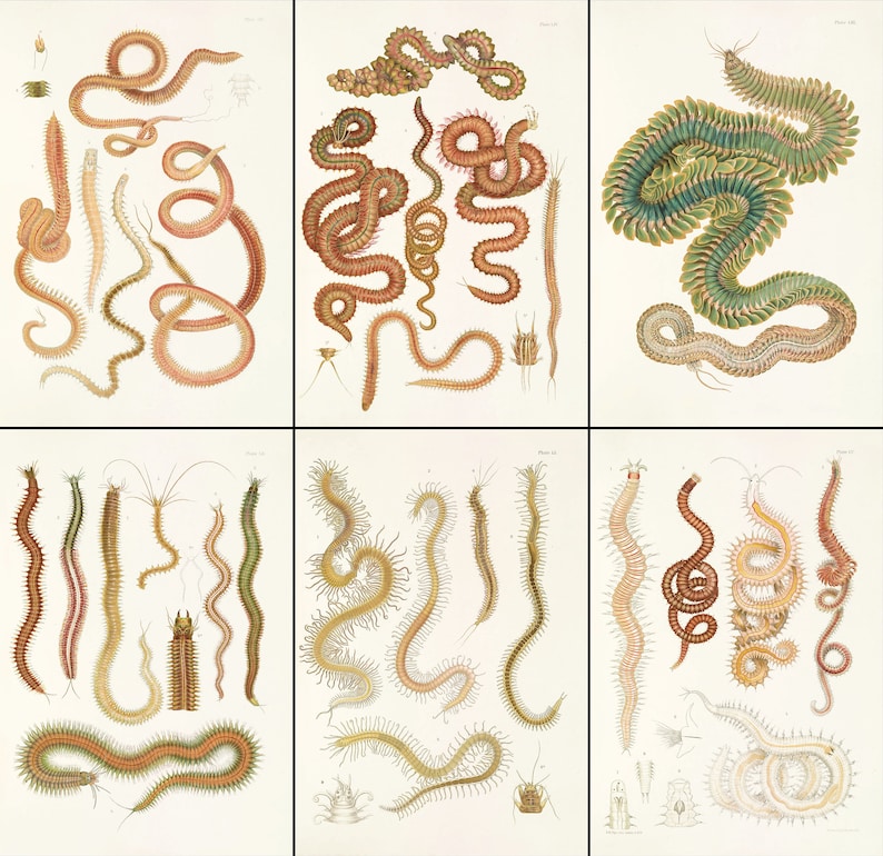 6 Marine Annelid Worm Biology Illustrations | HQ Image Bundle Printable ...