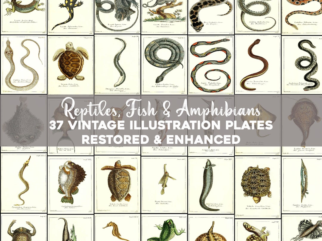 Amphibians Reptiles & Fish Illustration Plates Vintage Printable Wall ...