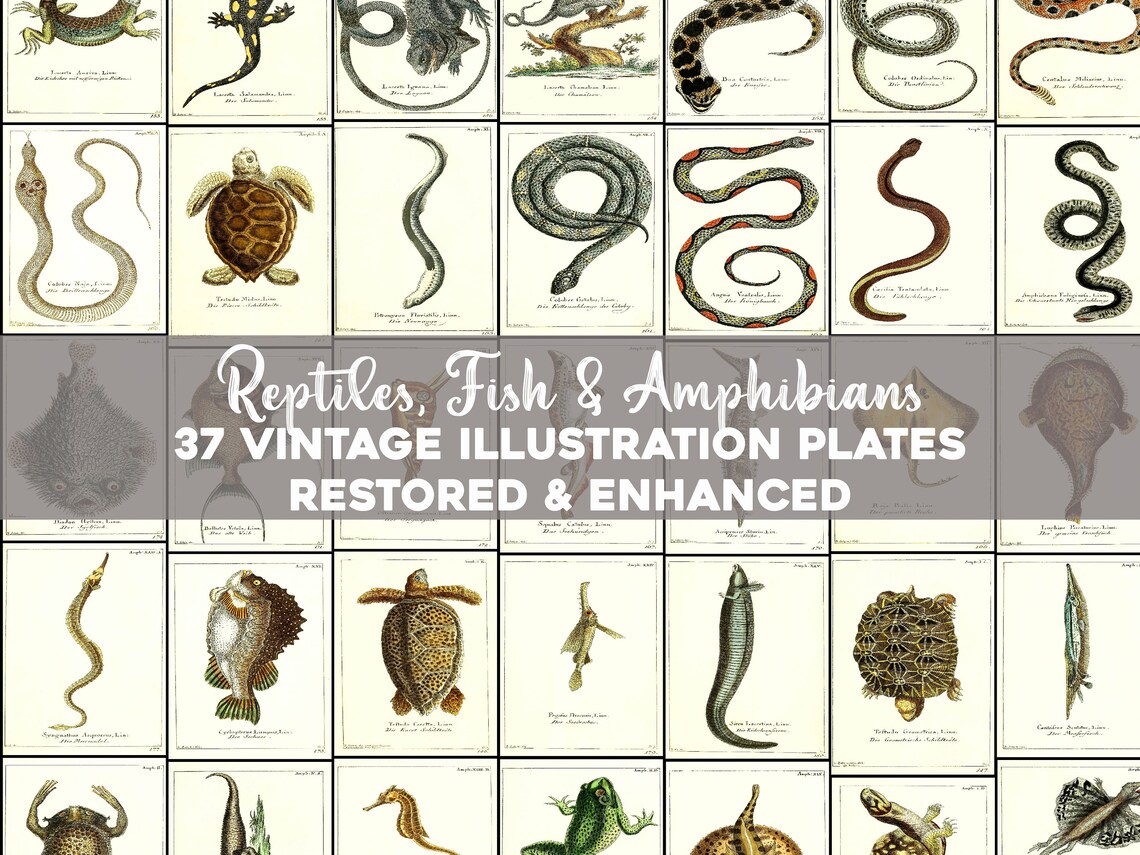 Amphibians Reptiles & Fish Illustration Plates Vintage Printable Wall ...