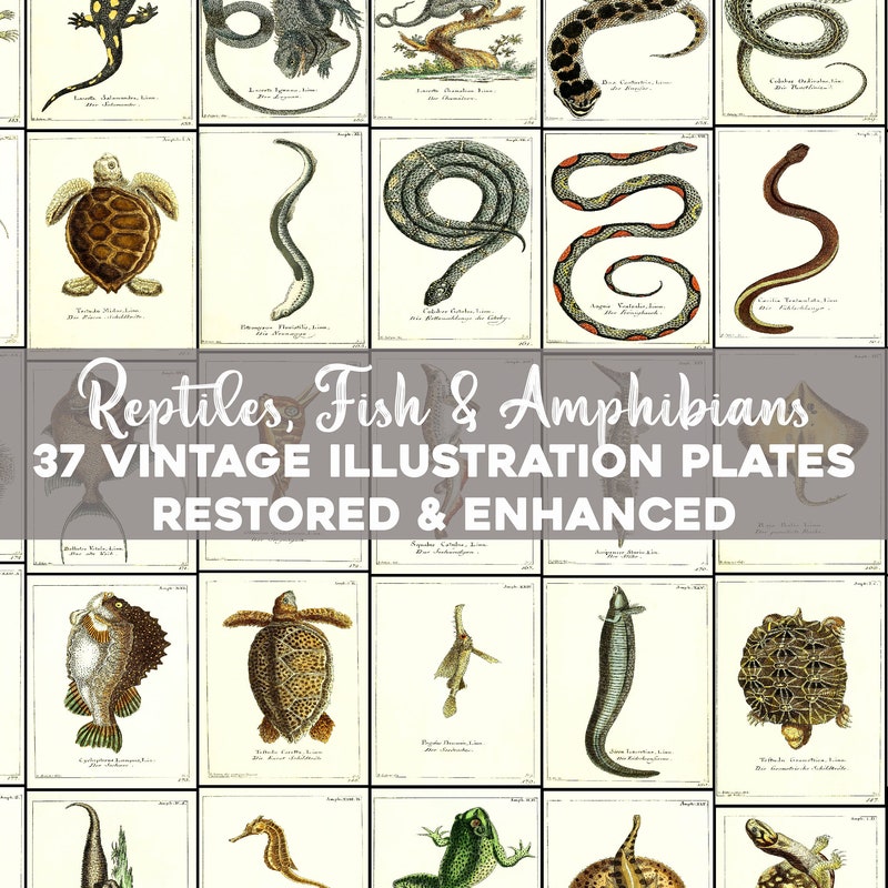 Vintage Reptile Room Posters - Etsy