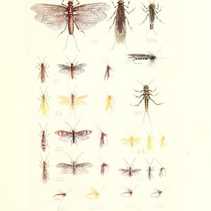 16 the Natural Trout Fly Fishing Flies Illustrations | Image Bundle ...