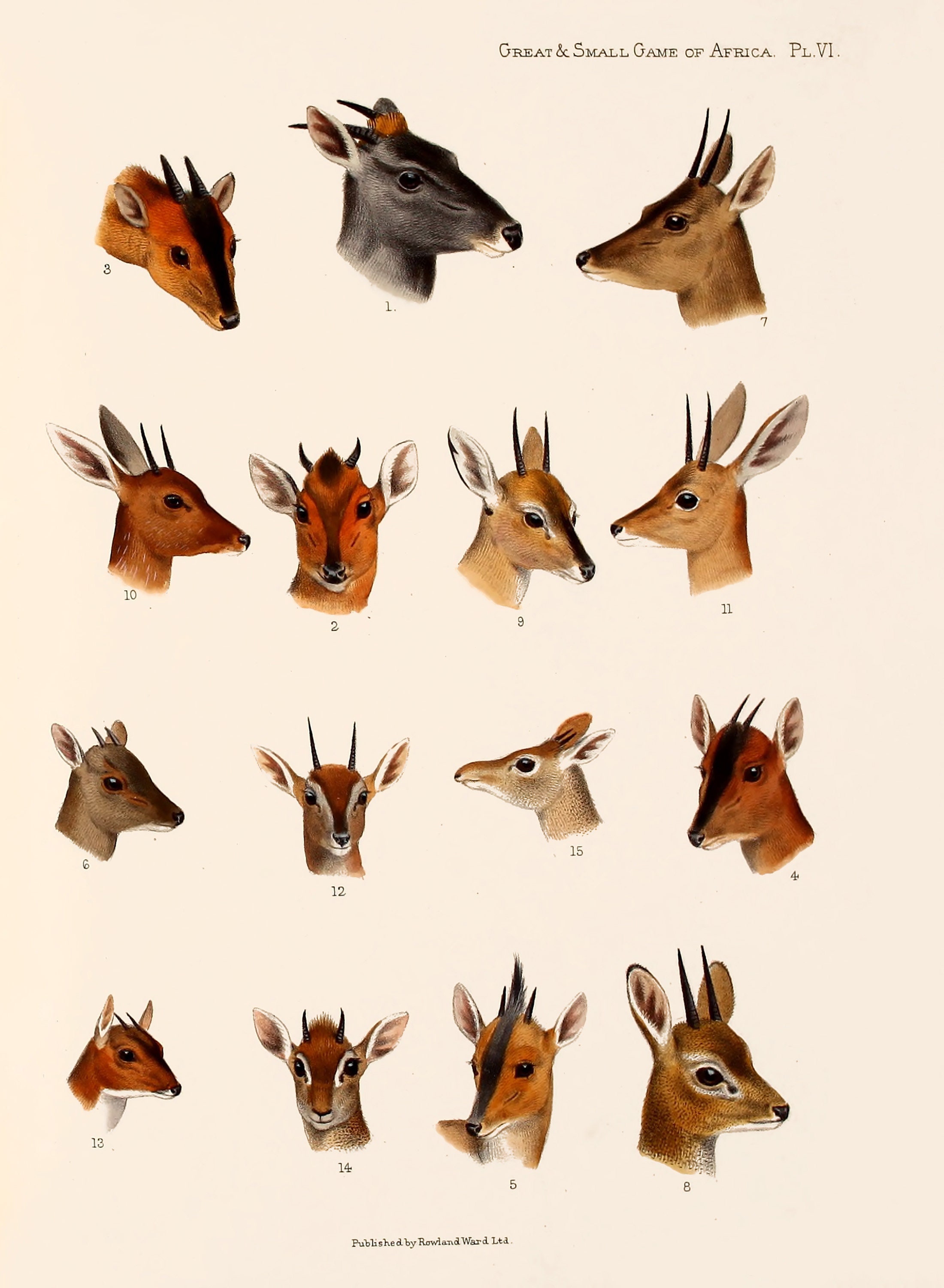 15 Restored Images of Small and Large African Game Animals | Image ...
