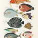 Rare Indian Sea Fish Natural History Plates Set 1 | 50 Vintage Images ...