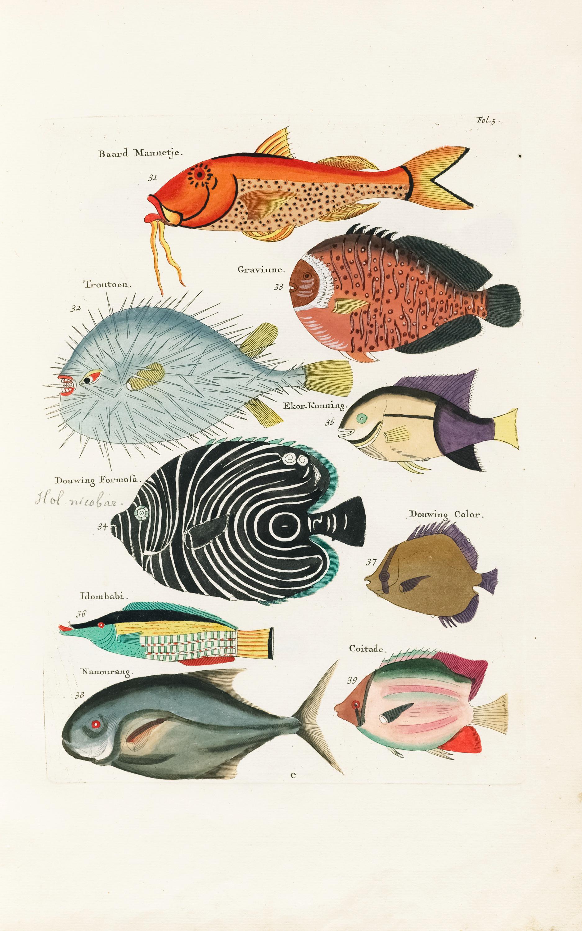 Rare Indian Sea Fish Natural History Plates Set 1 | 50 Vintage Images ...