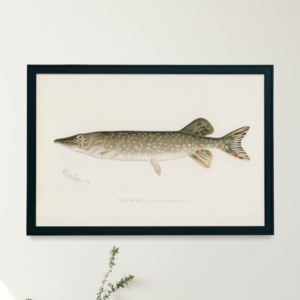 Northern Pike - Etsy