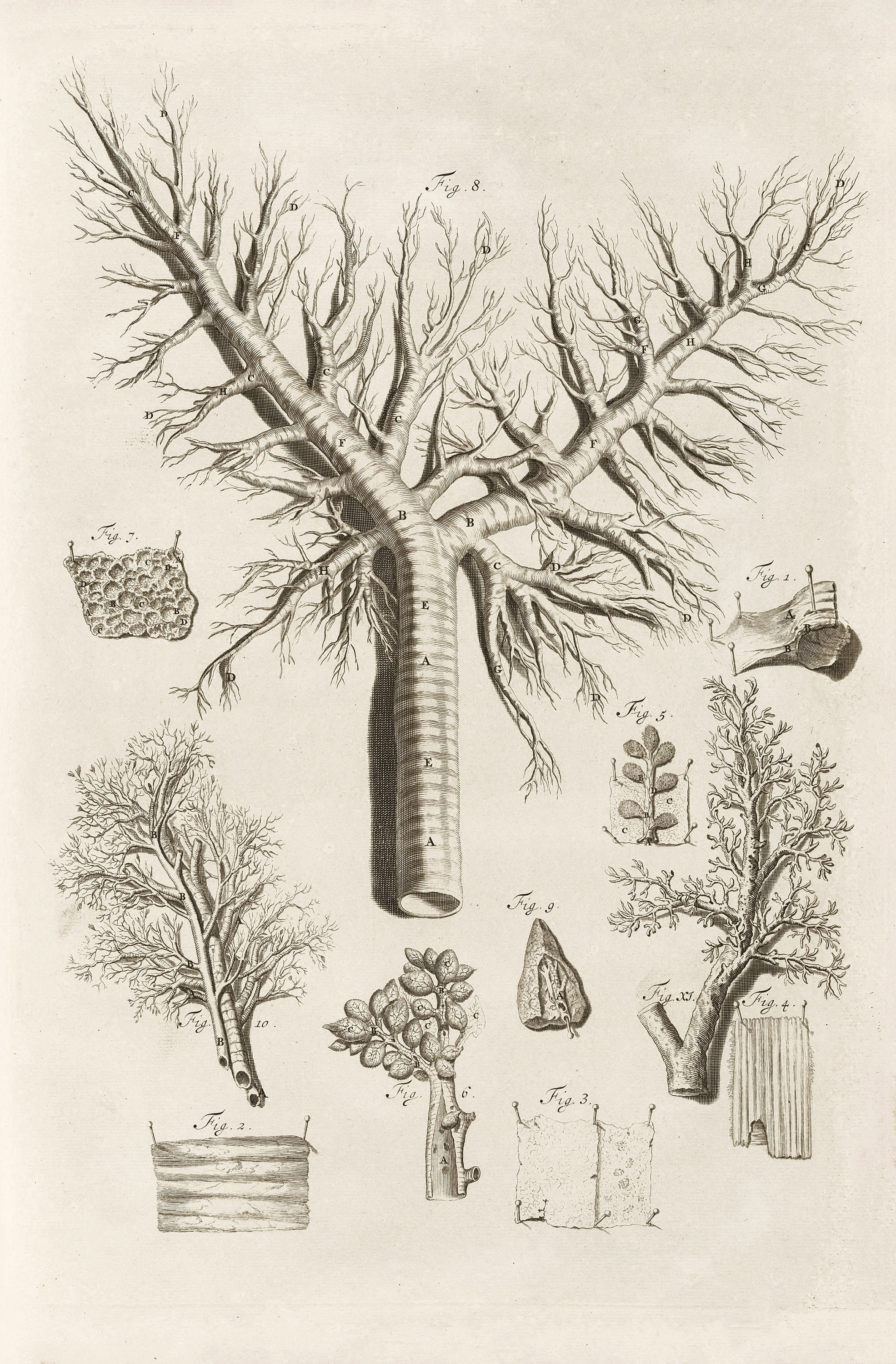 37 Amazing Anatomy of the Human Body After Life Illustrations - Etsy