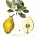 45 Whitened French Pomology Fruit Illustrations Botanical HQ - Etsy