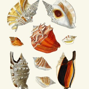 30 Vintage Shell Illustrations Plate Printable Wall Art Bundle Conch ...