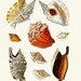30 Vintage Shell Illustrations Plate Printable Wall Art Bundle Conch ...
