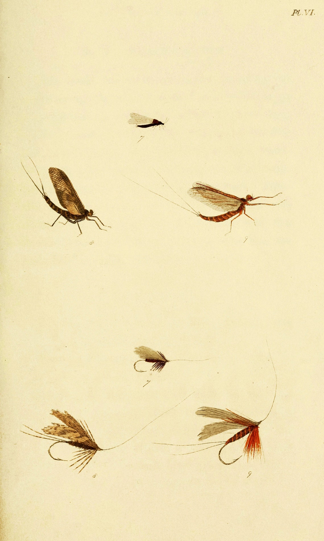 Fly Fisher's Entomology Vintage Trout Insect Illustrations | Image ...